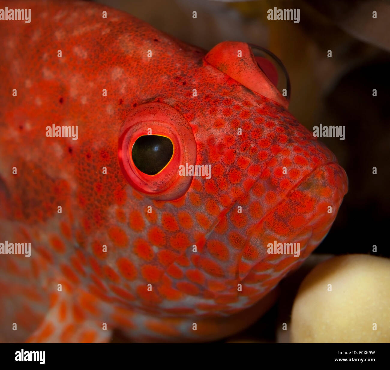 Grouper underwater view tropical fish hi-res stock photography and ...