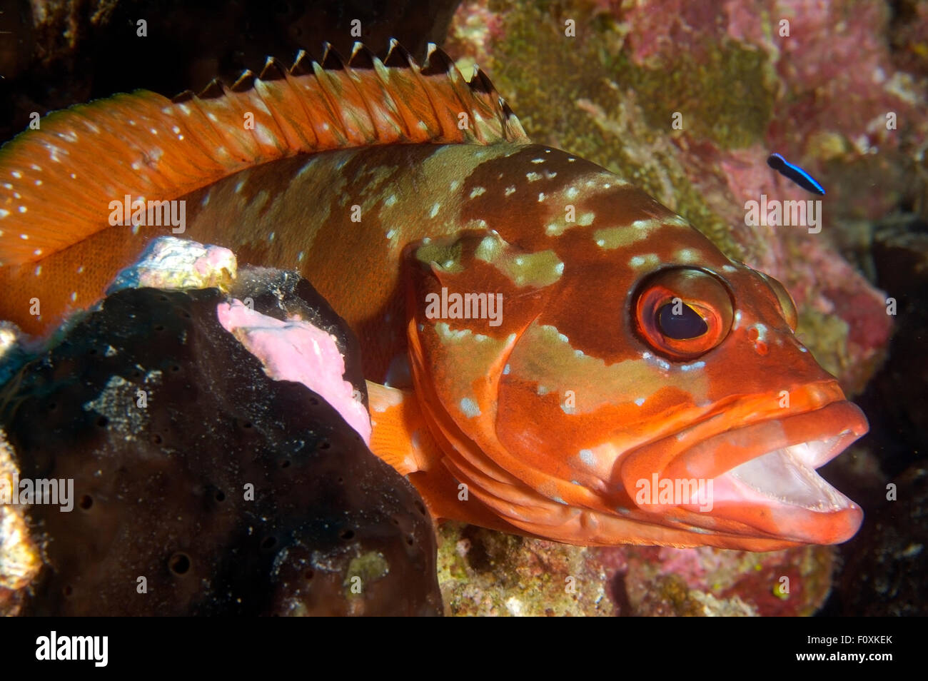 VERY COLORED GROUPER WAITING OPEN MOUTH FOR CLEANER WRASSE Stock Photo ...