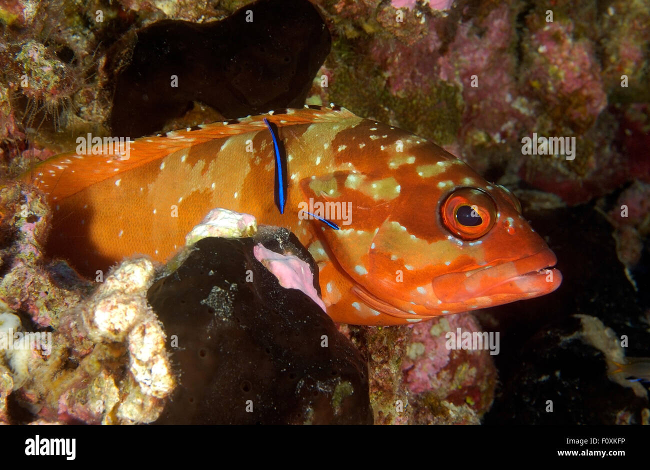 VERY COLORED GROUPER WAITING FOR CLEANER WRASSE ON CORAL REEF Stock ...