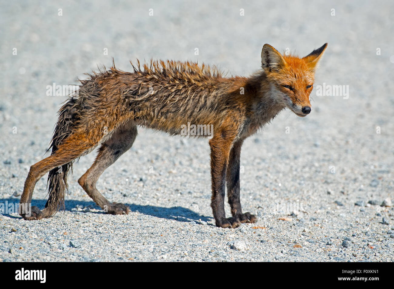 Red Fox in Road Stock Photo - Alamy