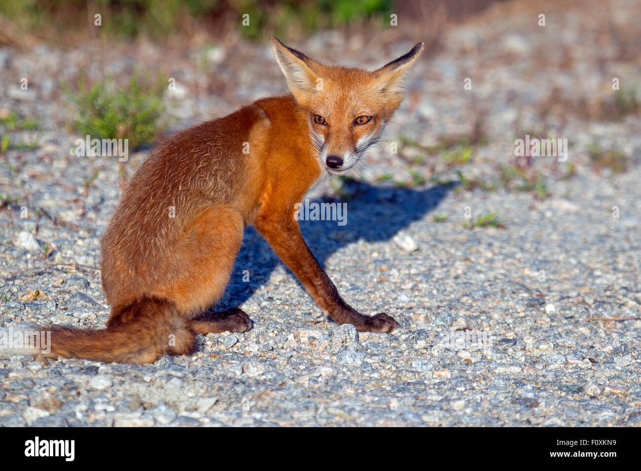 Red Fox in Road Stock Photo - Alamy