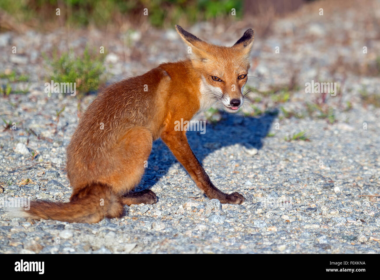 Red Fox in Road Stock Photo - Alamy