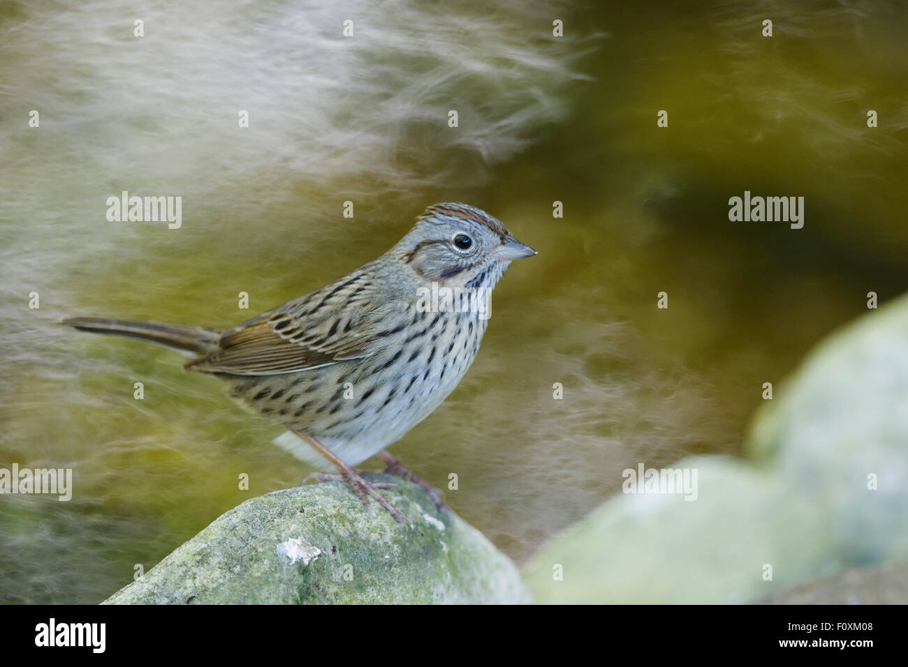 North american sparrows hi-res stock photography and images - Alamy