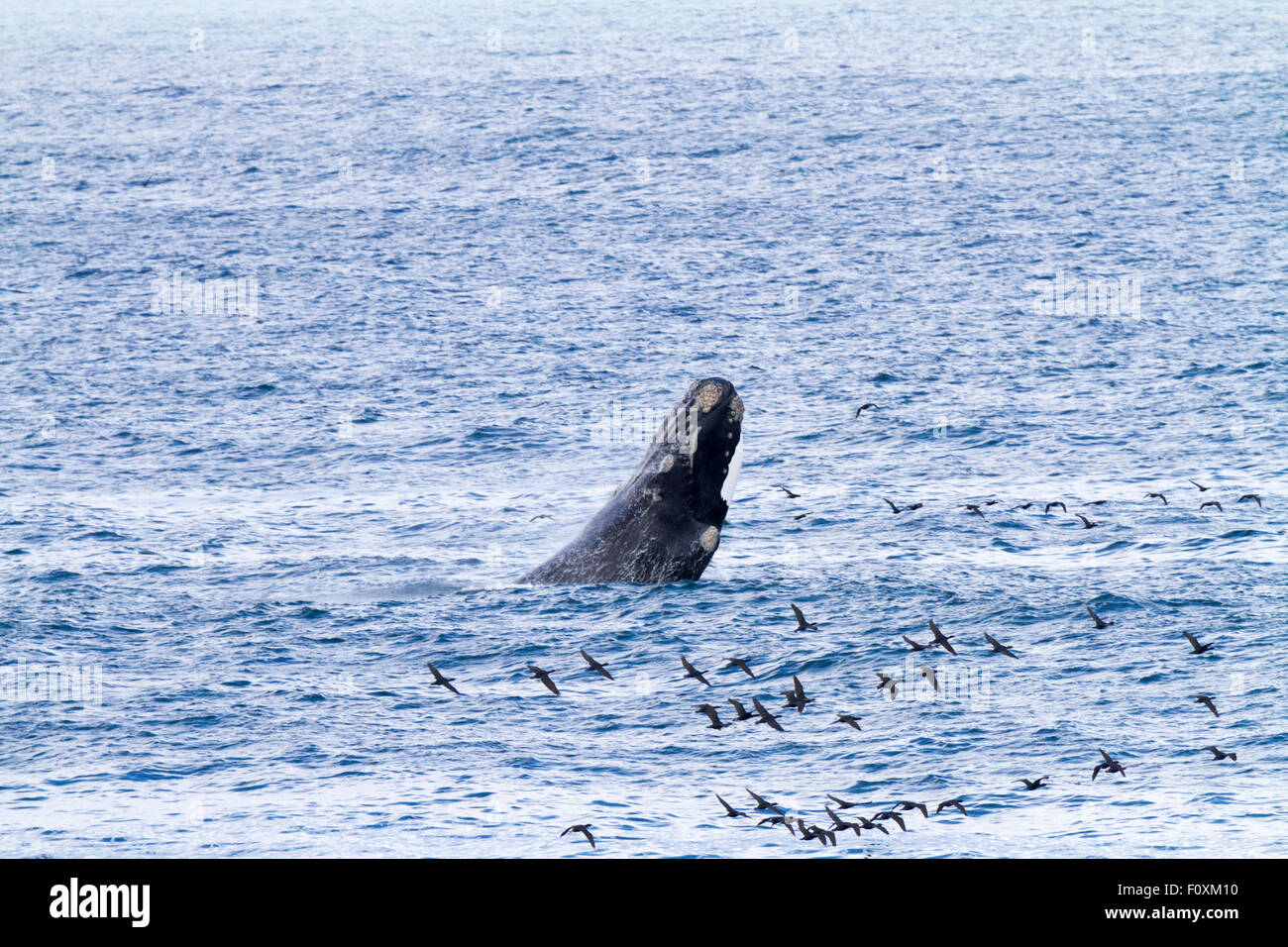 Whale birds hi-res stock photography and images - Alamy