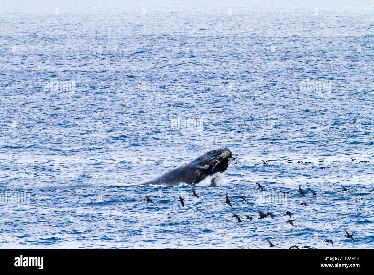 Breaching Southern RIght Whale, Walker Bay, Hermanus, South Africa ...