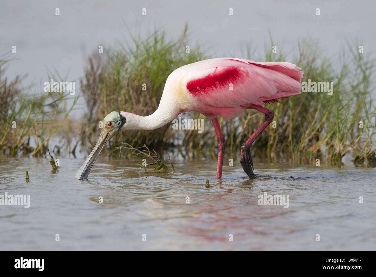 Roseate Spoonbill - breeding plumage and feeding Platalea ajaja Gulf ...