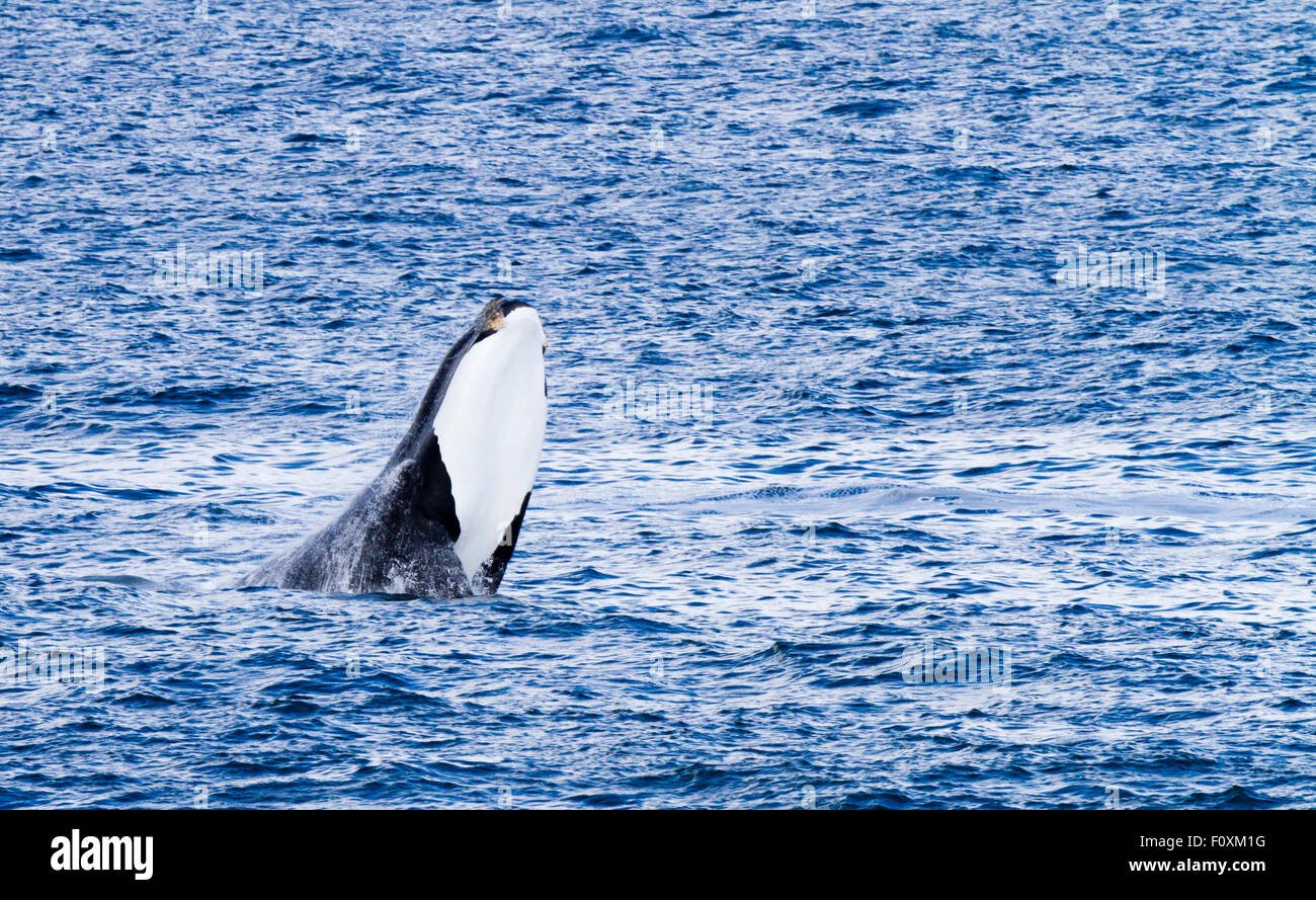 Breaching Southern RIght Whale, Walker Bay, Hermanus, South Africa ...