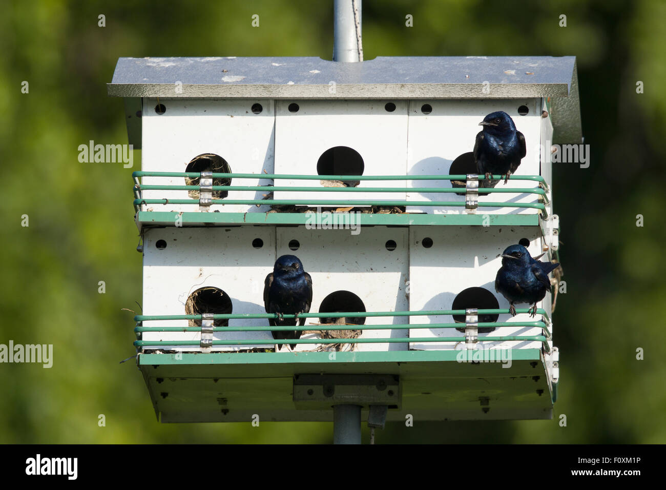 Simple Purple Martin House