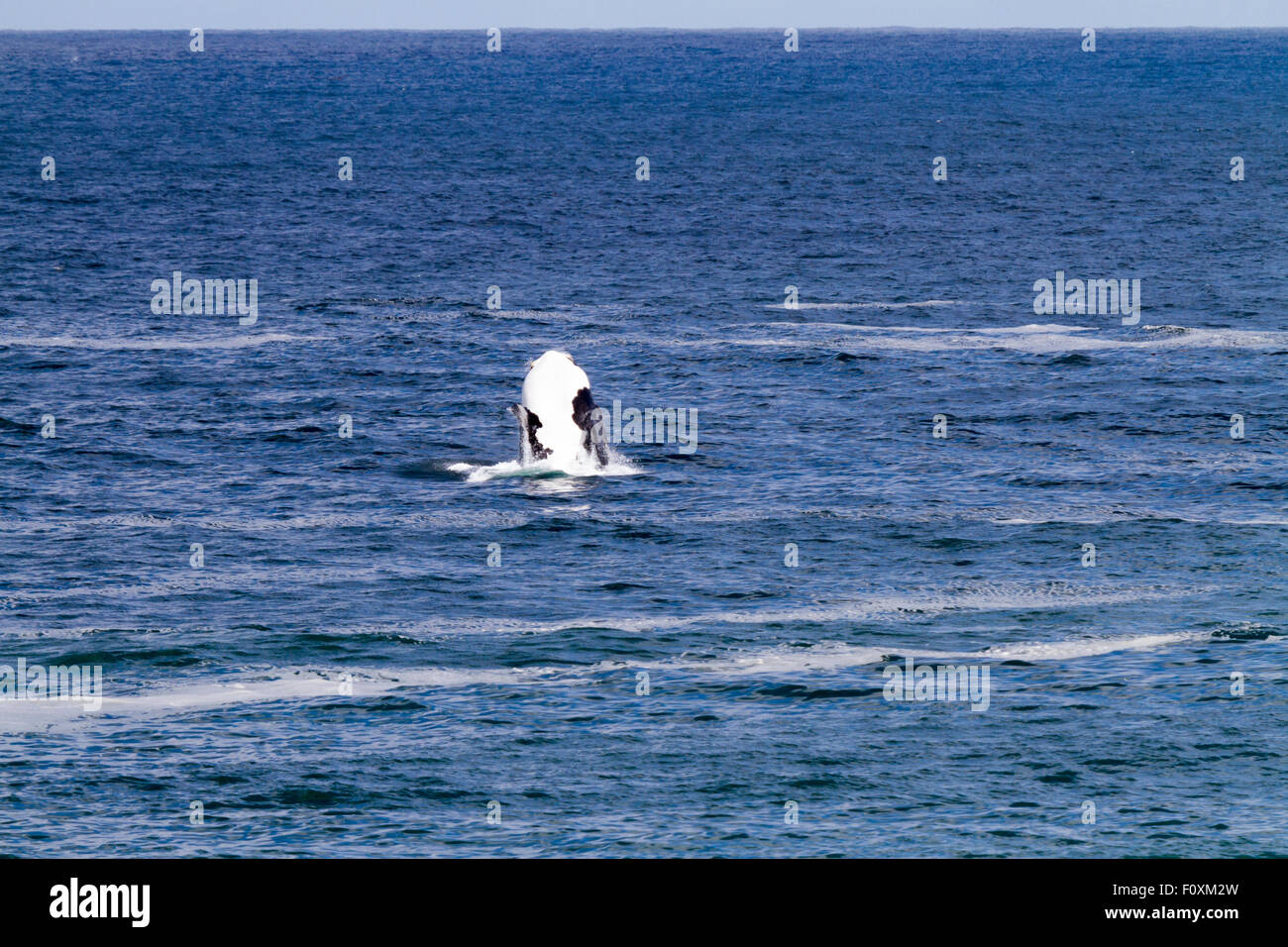 Breaching Southern RIght Whale, Walker Bay, Hermanus, South Africa ...
