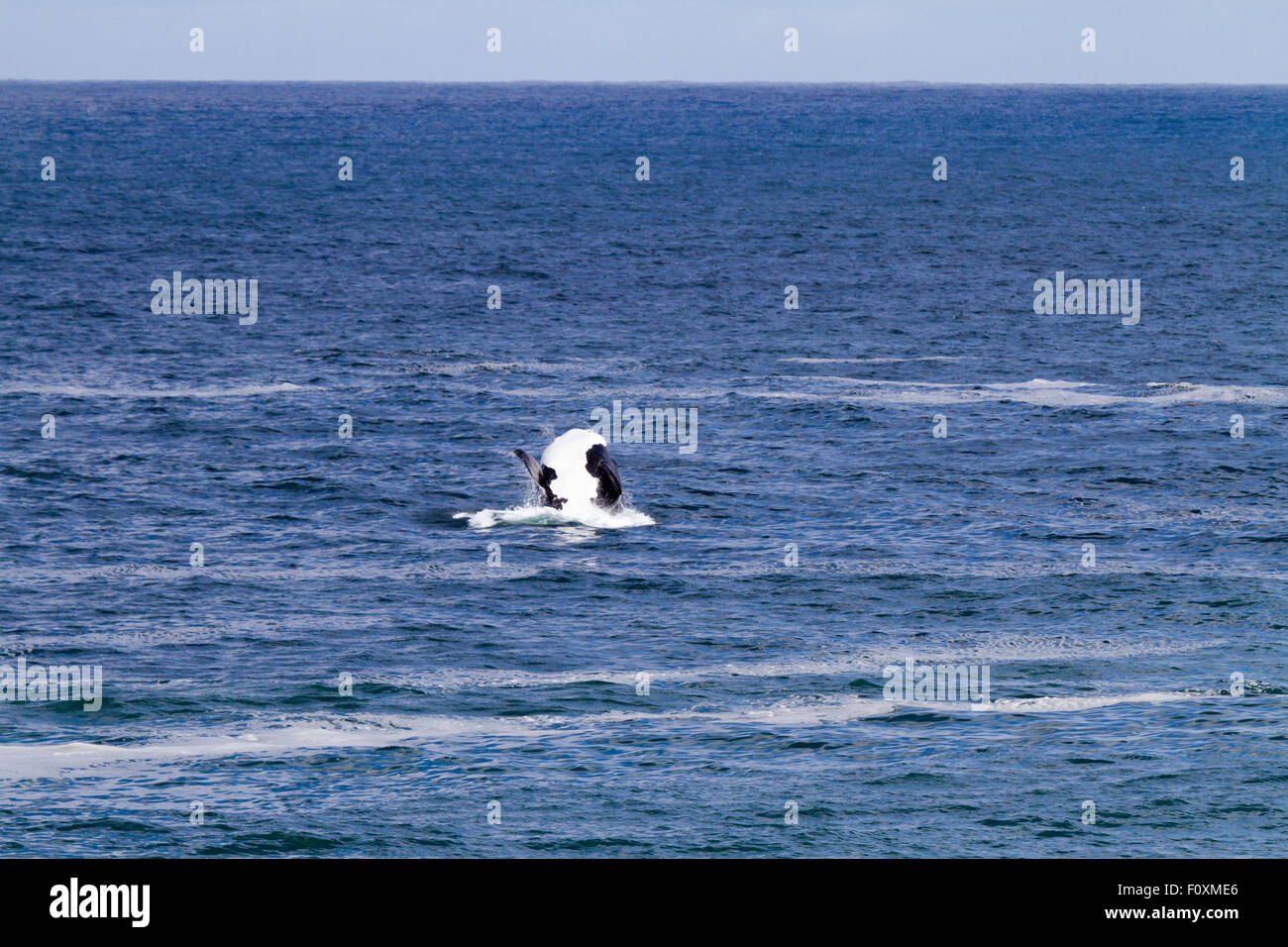 Breaching Southern RIght Whale, Walker Bay, Hermanus, South Africa ...