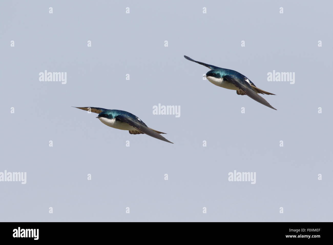 Swallows in flight hi-res stock photography and images - Alamy