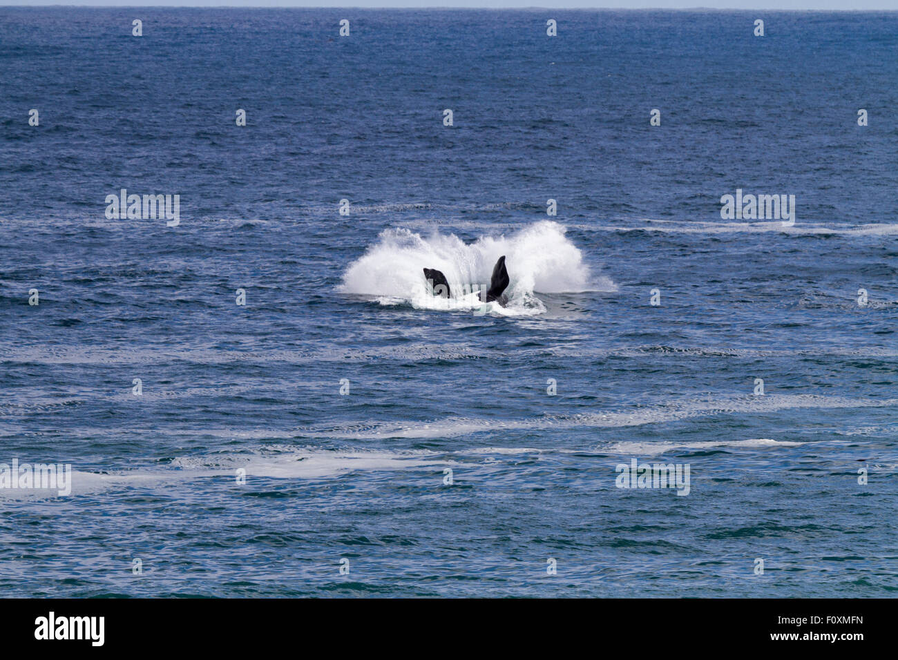 Breaching Southern RIght Whale, Walker Bay, Hermanus, South Africa ...