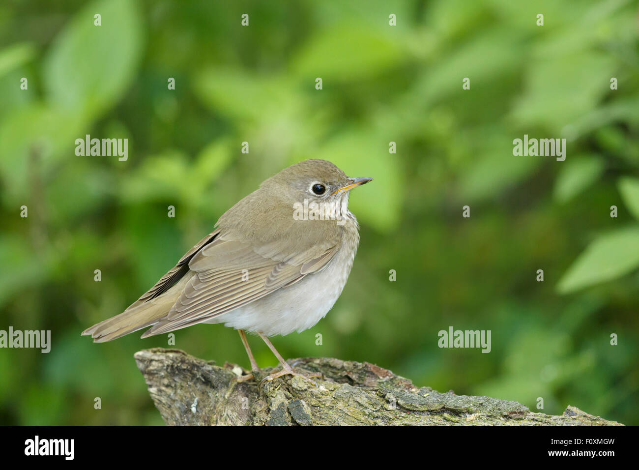 Grey-cheeked Thrush Catharus minimus Gulf Coast of Texas, USA BI027330 ...