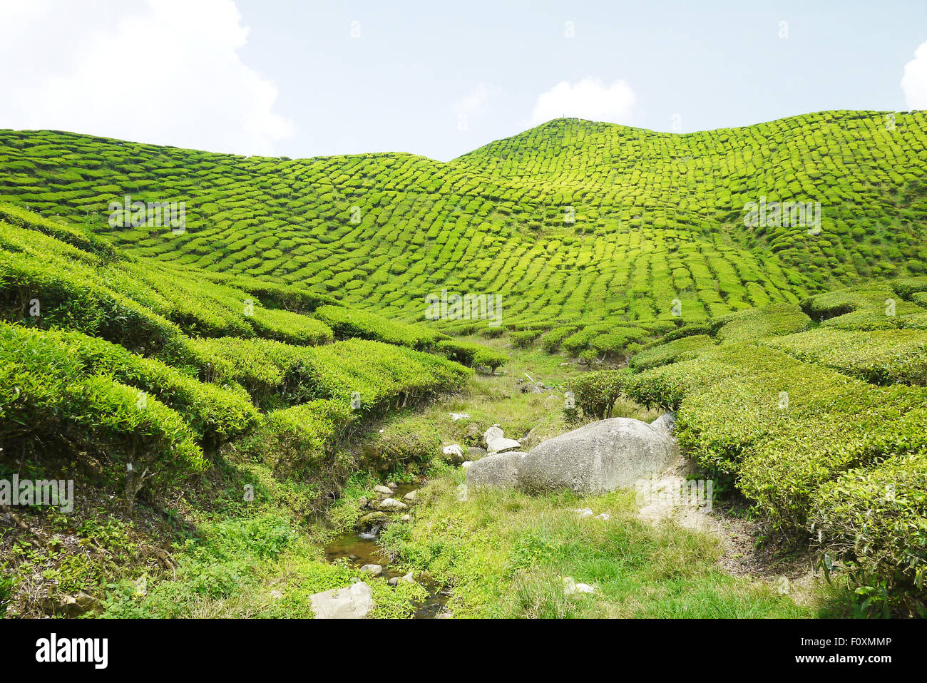 Boh tea plantation in cameron highlands hi-res stock photography and ...