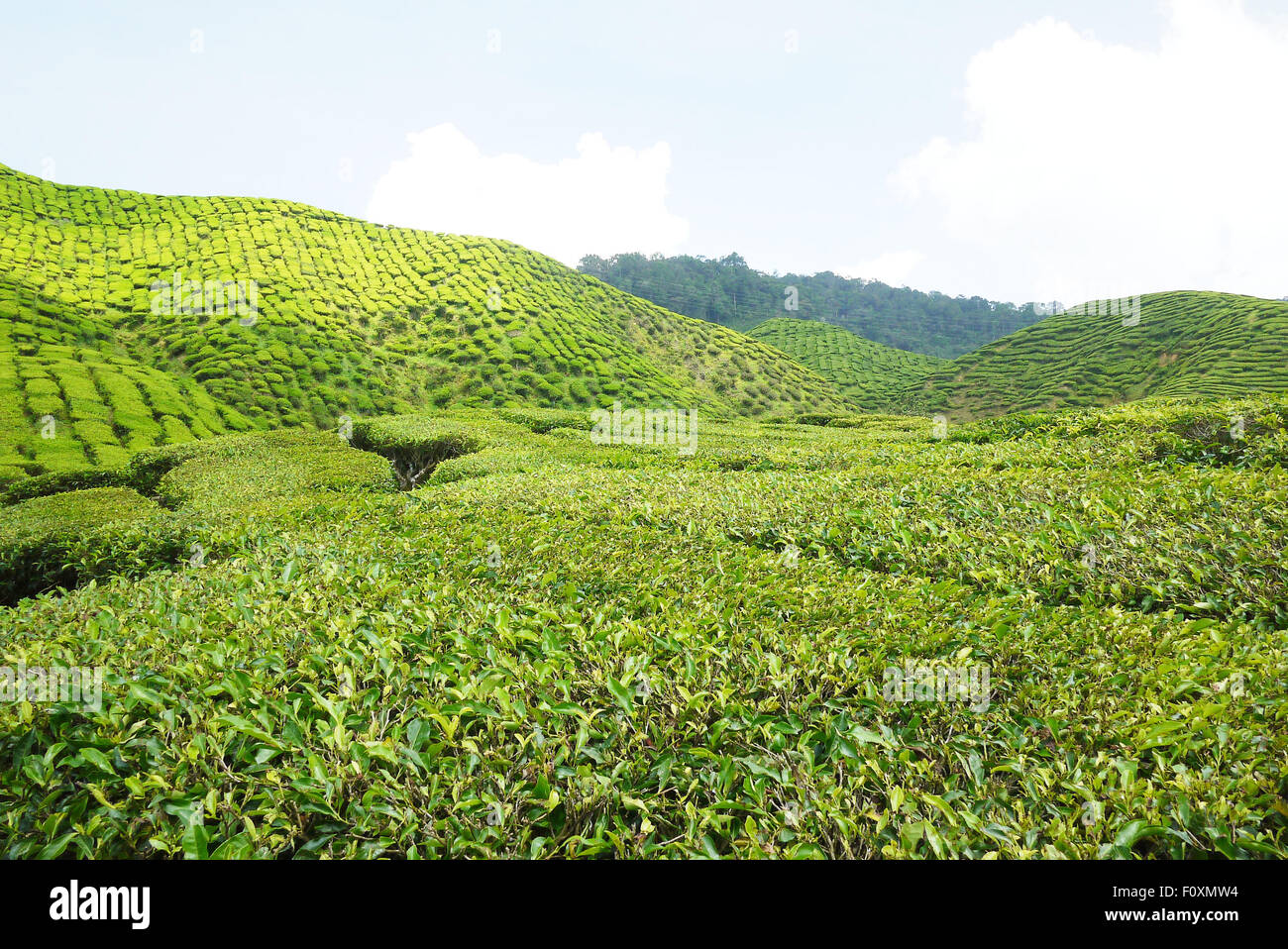 A Scenic Shot of the Boh Tea Plantation in Cameron Highlands, Malaysia ...