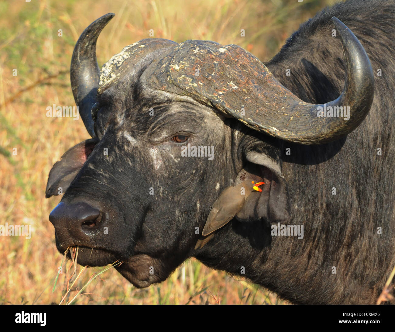 An oxpecker bird busily rids a buffalo of ticks and fleas Stock Photo ...