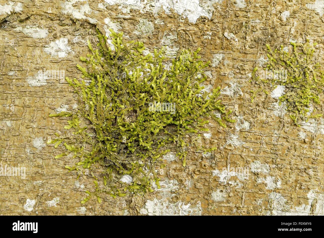 Patch Of Moss On A Tree Bark Stock Photo - Alamy