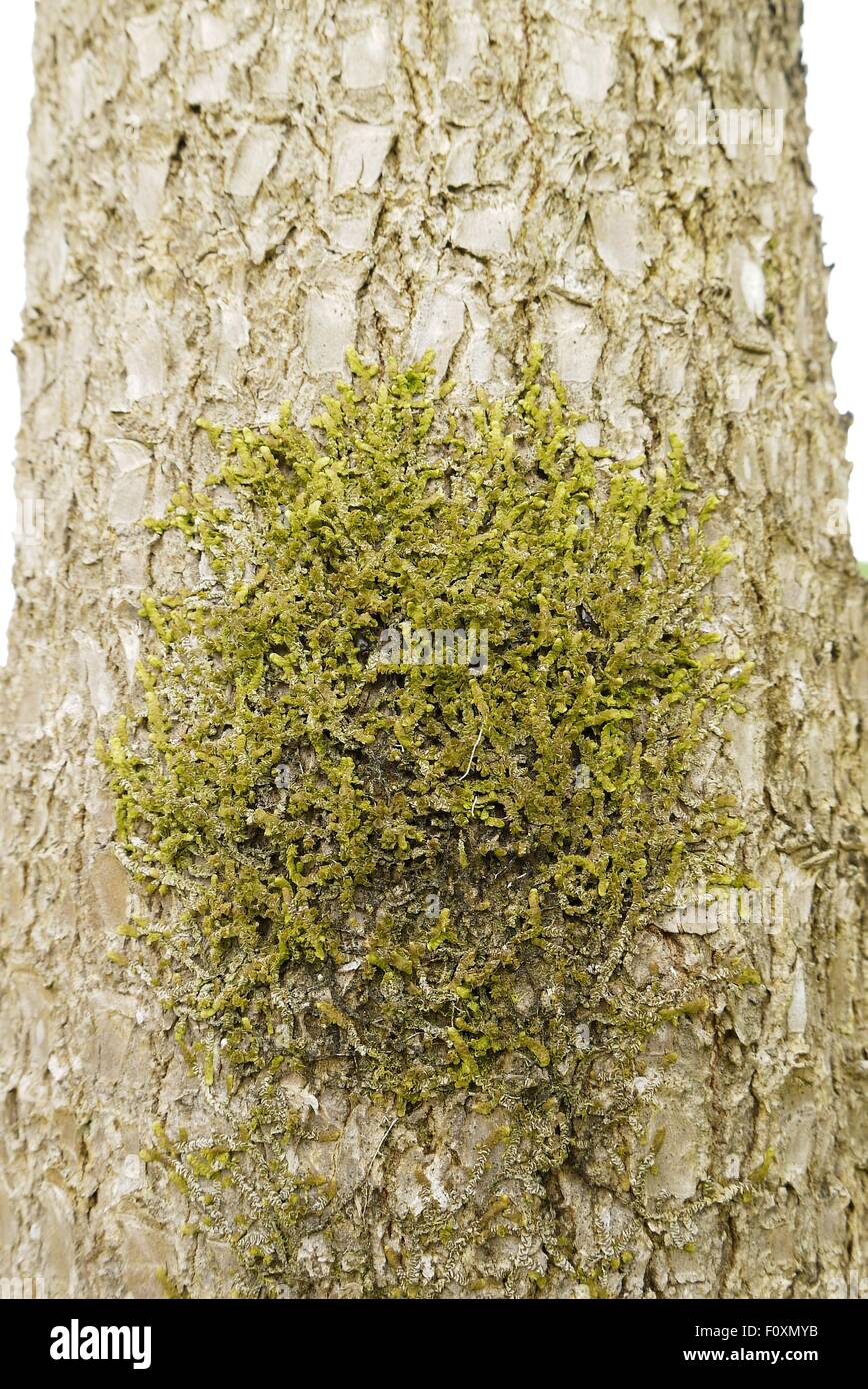 Patch Of Moss On A Tree Bark Stock Photo - Alamy