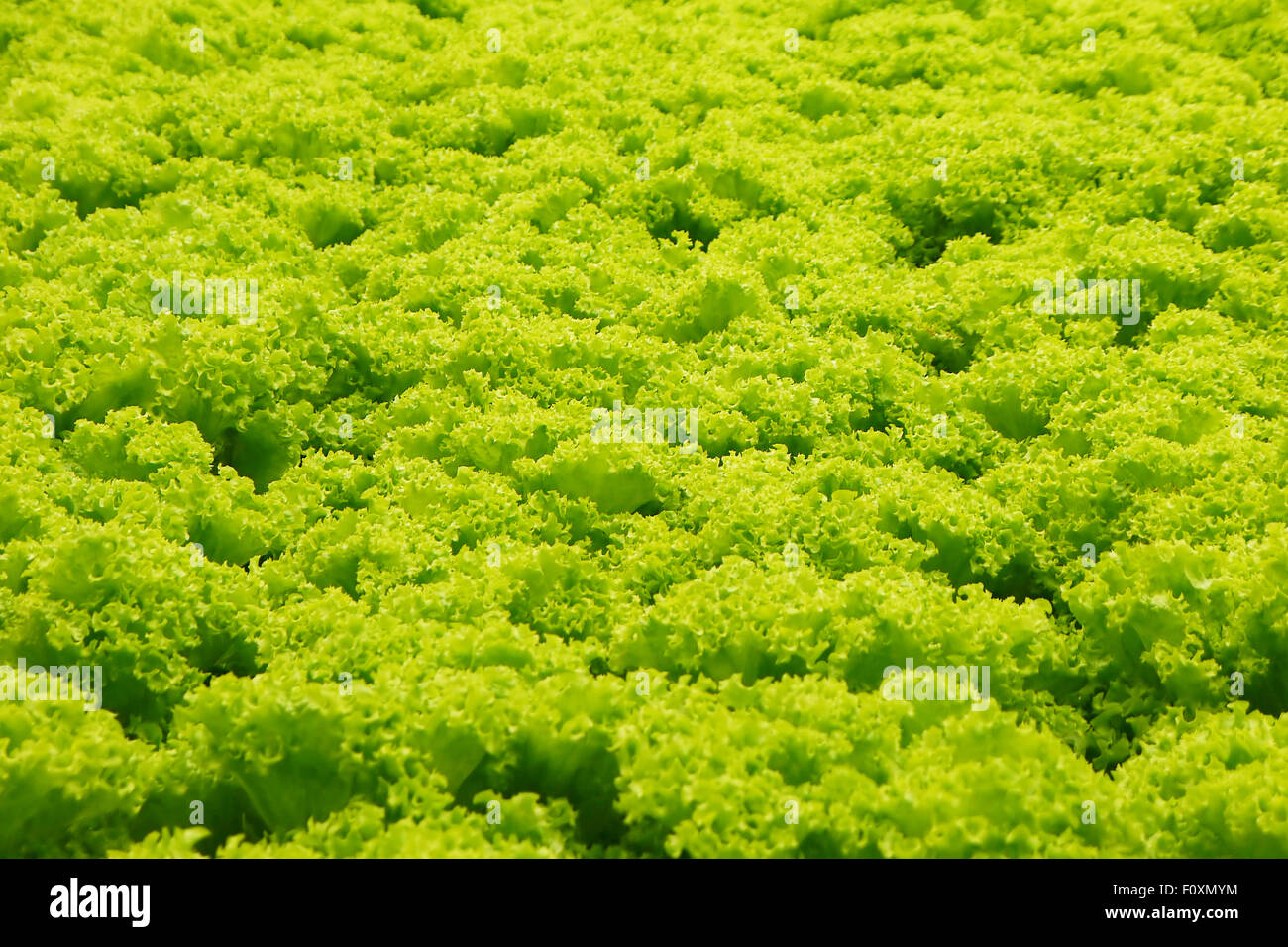 Fresh Coral Lettuce in a Farm in Malaysia Stock Photo - Alamy