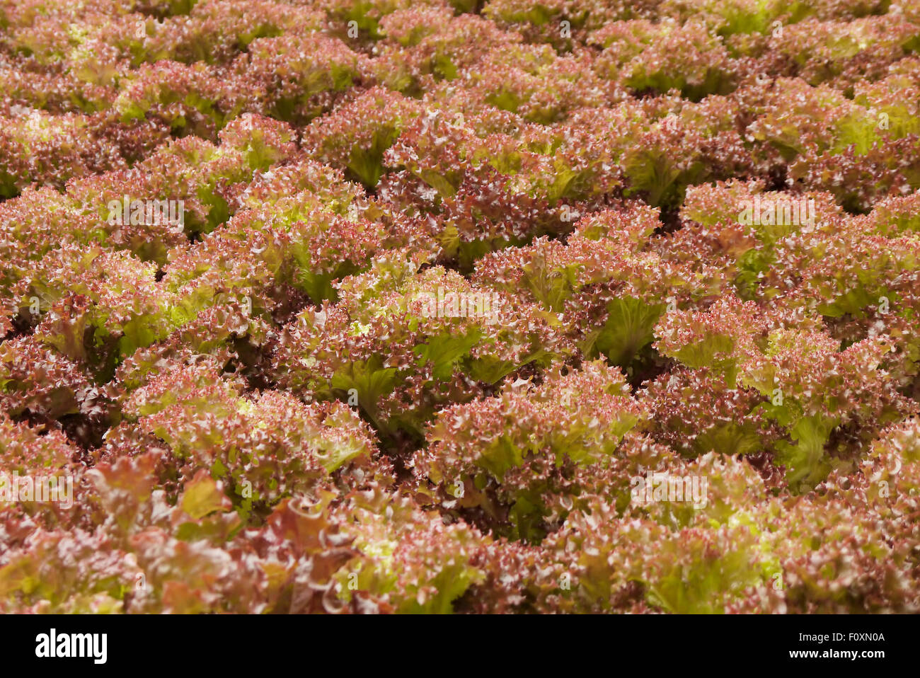 Fresh Red Coral Lettuce in a Farm in Malaysia Stock Photo - Alamy