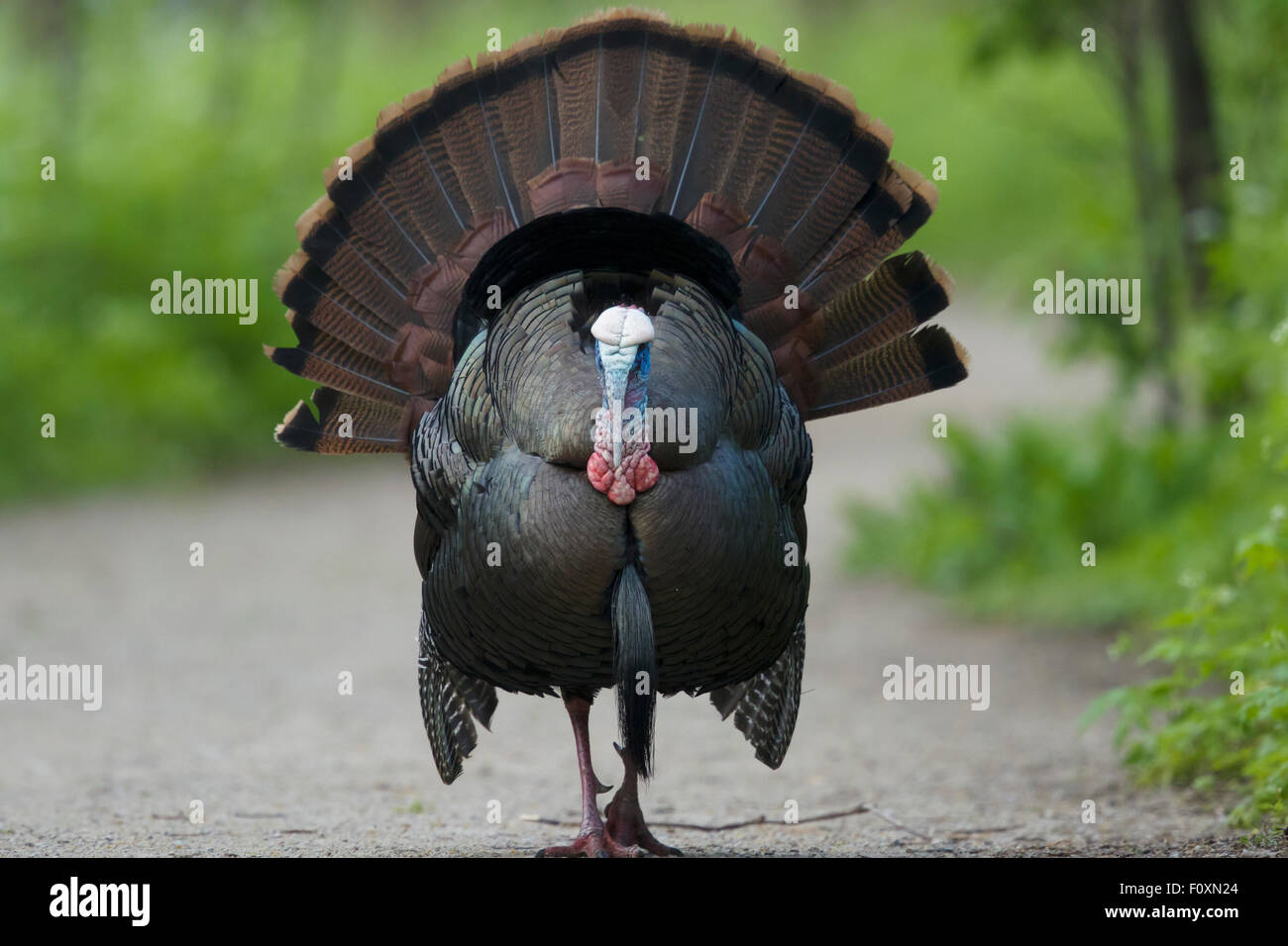 Male turkeys hi-res stock photography and images - Alamy