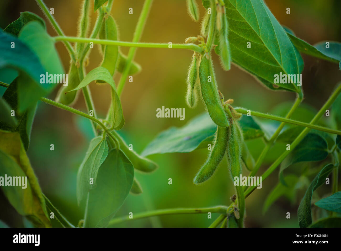 Soybean crops in field, young green soya bean growing on plantation ...