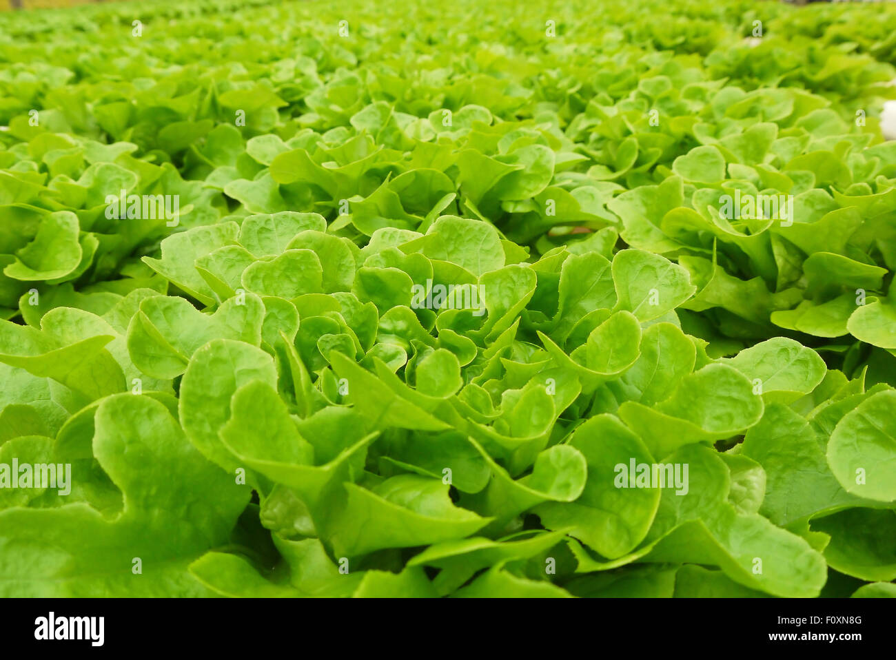 Fresh Butter Lettuce in a Farm Stock Photo - Alamy