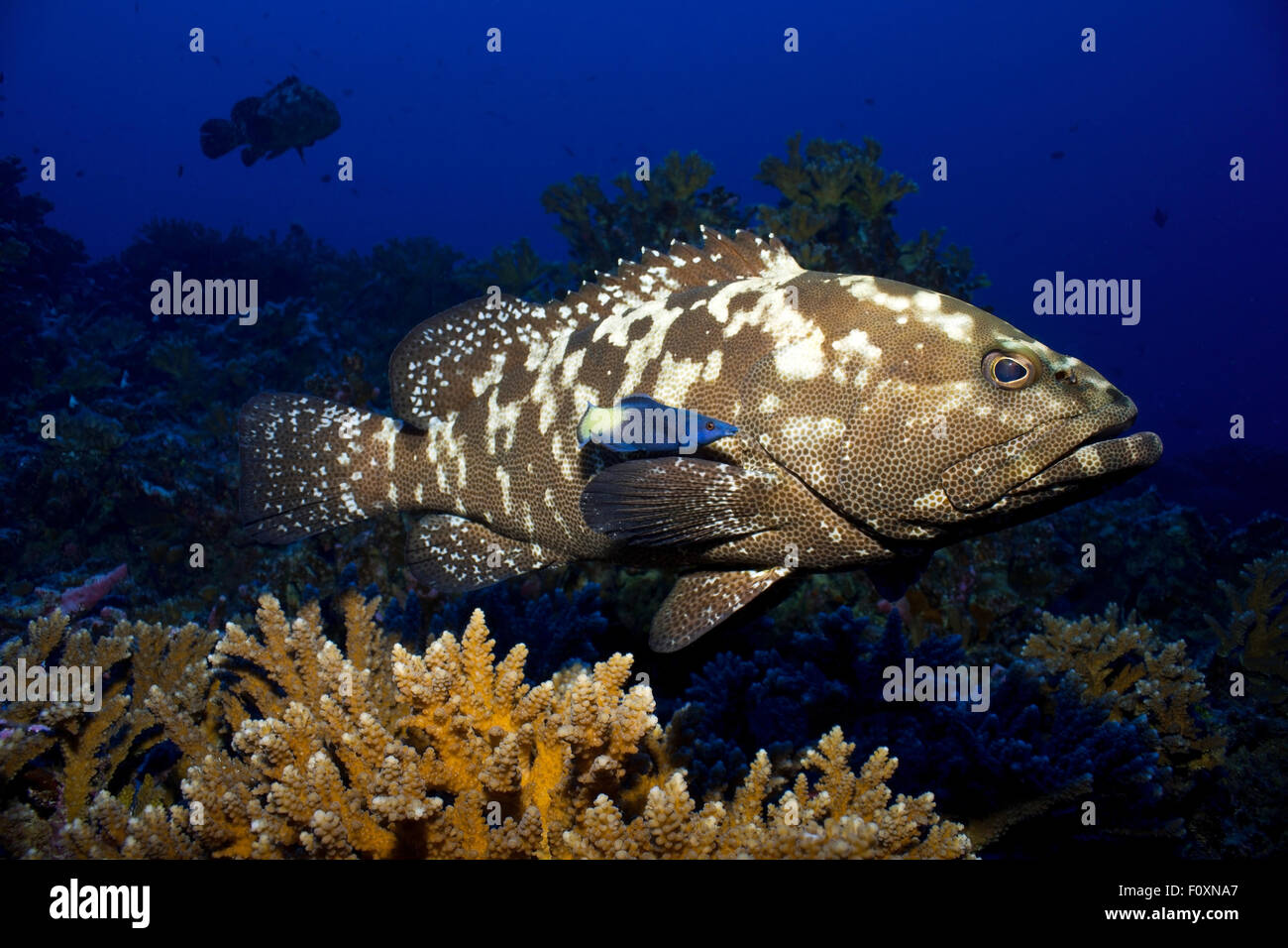 MARBLED GROUPER SWIMMING IN CLEAR CORAL REEF WATER WITH CLEANER WRASSE ...
