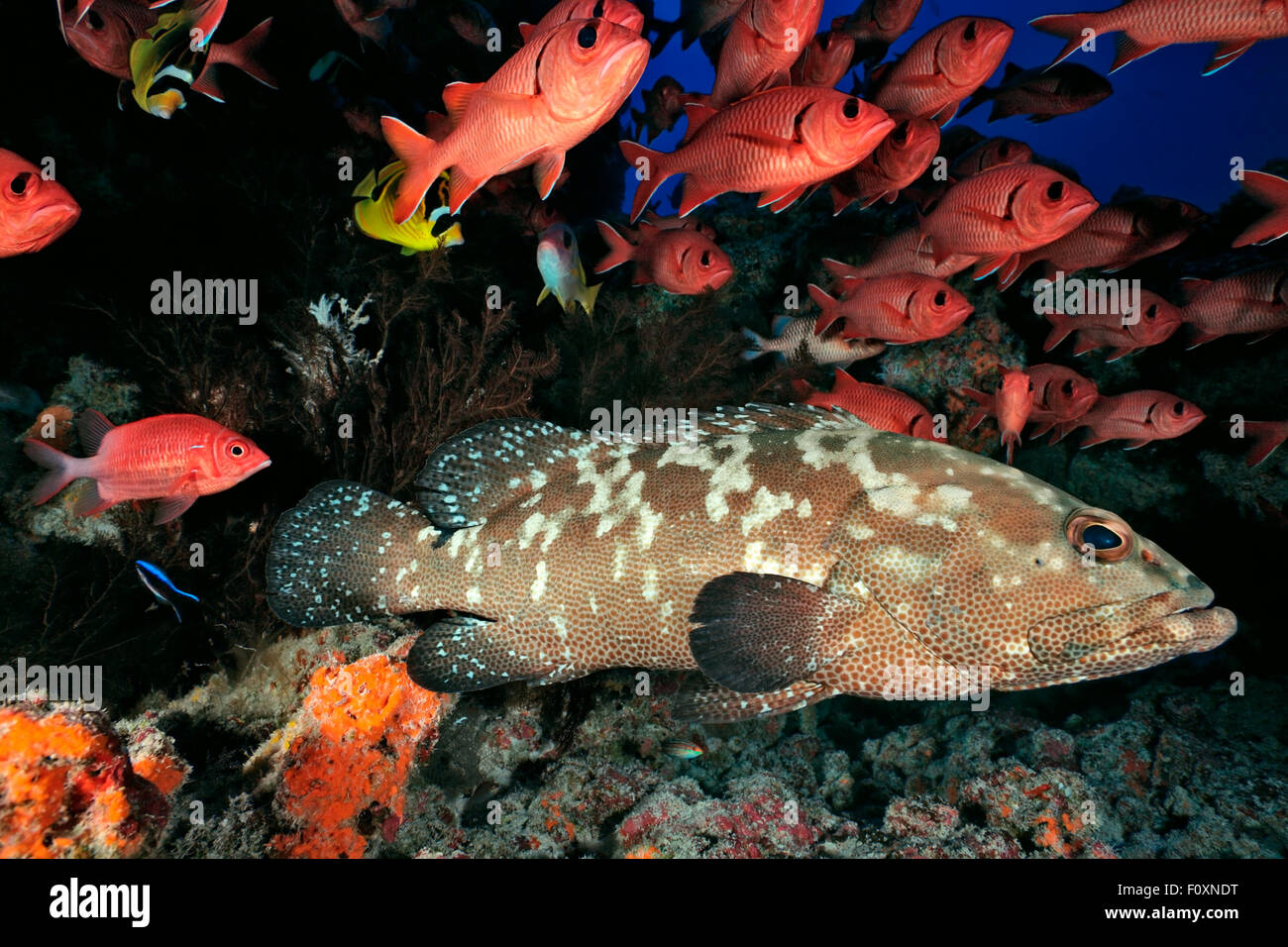 MARBLED GROUPER WAITING I CLEAR WATER INSIDE SCHOOL OF RED FISH Stock ...