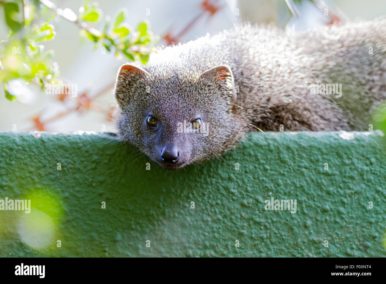 Mongoose of africa hi-res stock photography and images - Alamy