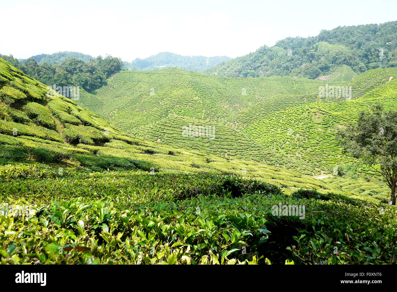 A Scenic Shot of the Boh Tea Plantation in Cameron Highlands, Malaysia ...