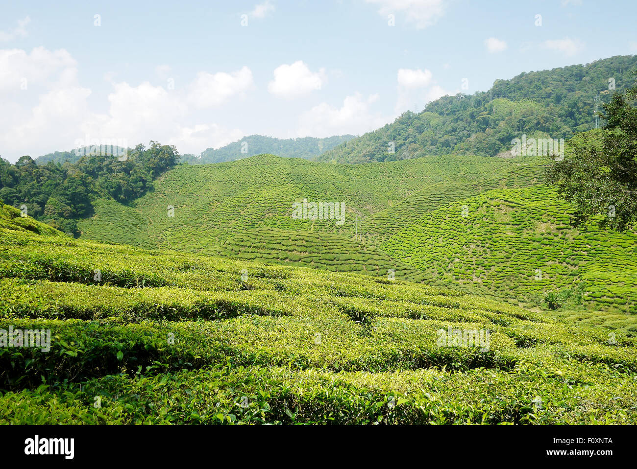 A Scenic Shot of the Boh Tea Plantation in Cameron Highlands, Malaysia ...