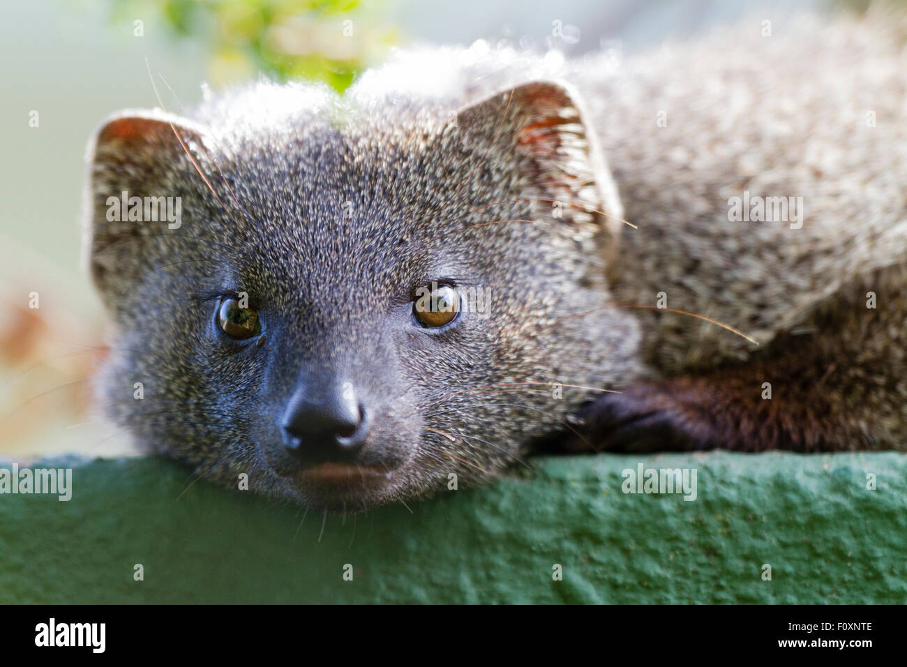 Cape Grey Mongoose, Hermanus, South Africa Stock Photo - Alamy