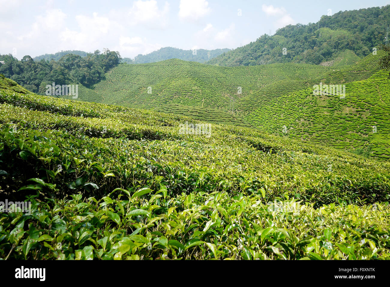 A Scenic Shot of the Boh Tea Plantation in Cameron Highlands, Malaysia ...
