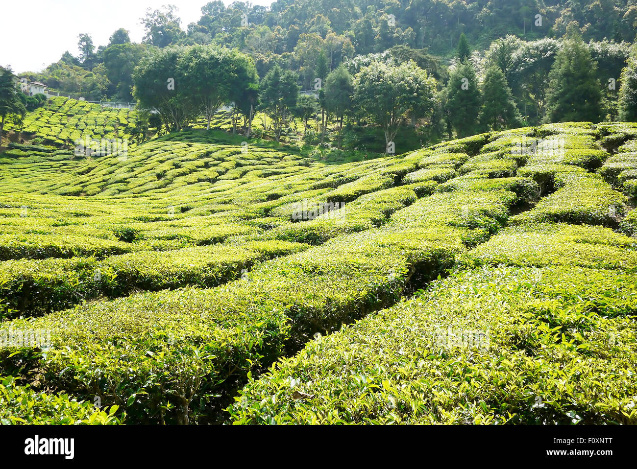 A Scenic Shot of the Boh Tea Plantation in Cameron Highlands, Malaysia ...