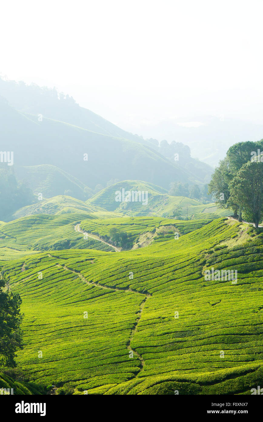 A Scenic Shot of the Boh Tea Plantation in Cameron Highlands, Malaysia ...