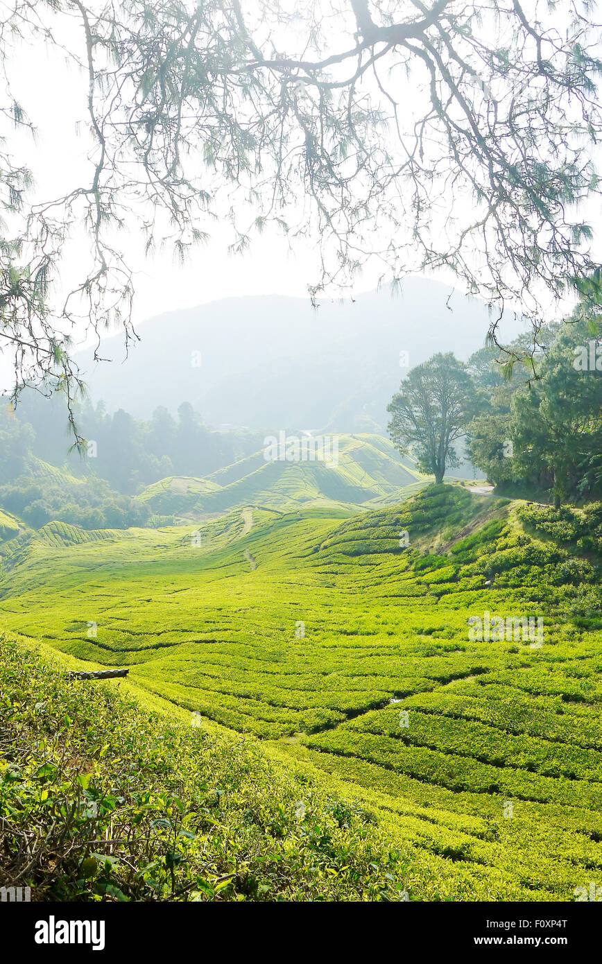 Boh tea plantation in cameron highlands hi-res stock photography and ...