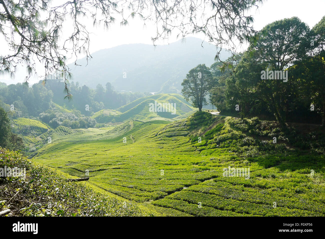 A Scenic Shot of the Boh Tea Plantation in Cameron Highlands, Malaysia ...
