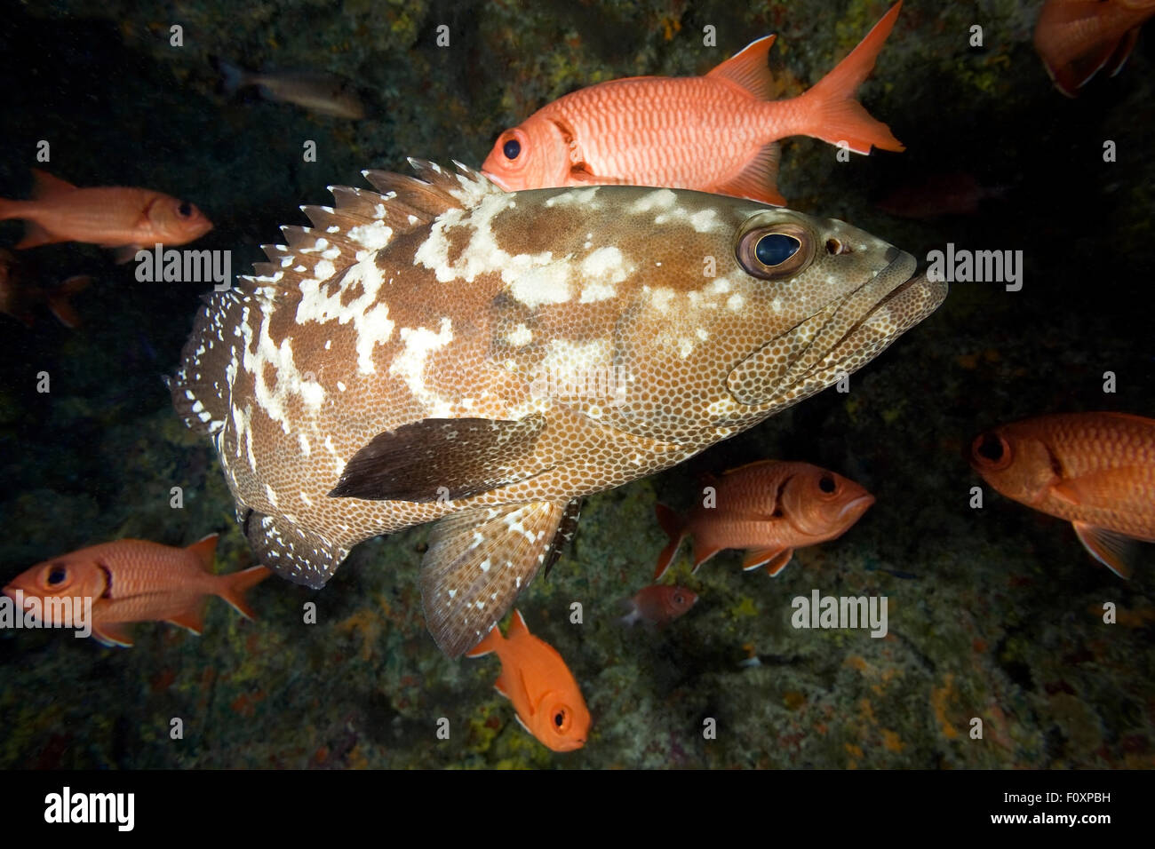 MARBLED GROUPER SWIMMING IN UNDERWATER CAVE WITH RED FISH Stock Photo ...