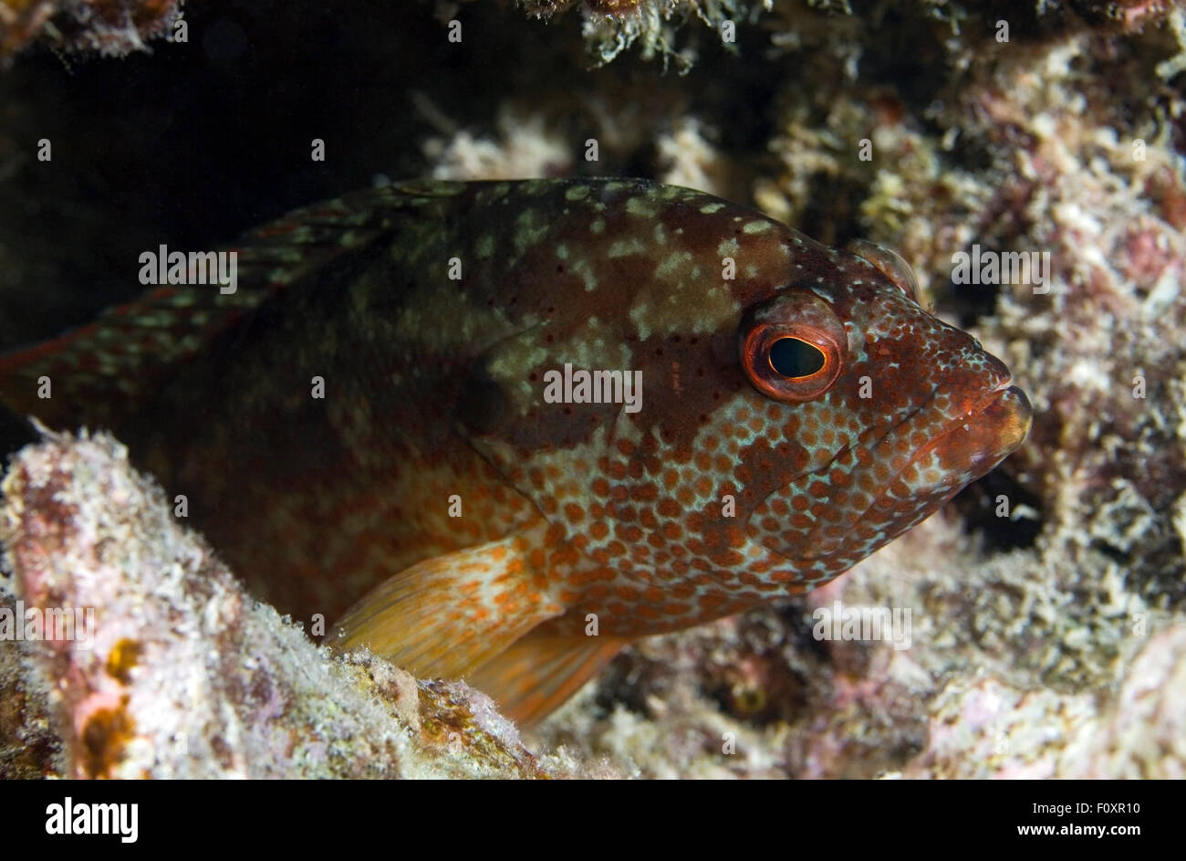 Grouper underwater view tropical fish hi-res stock photography and ...