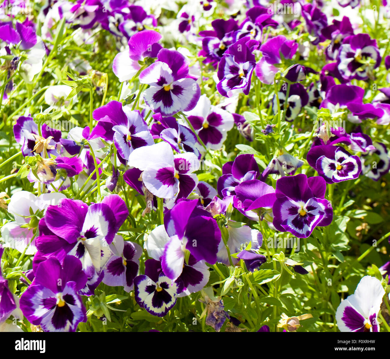 Violet pansies (viola tricolor Stock Photo - Alamy