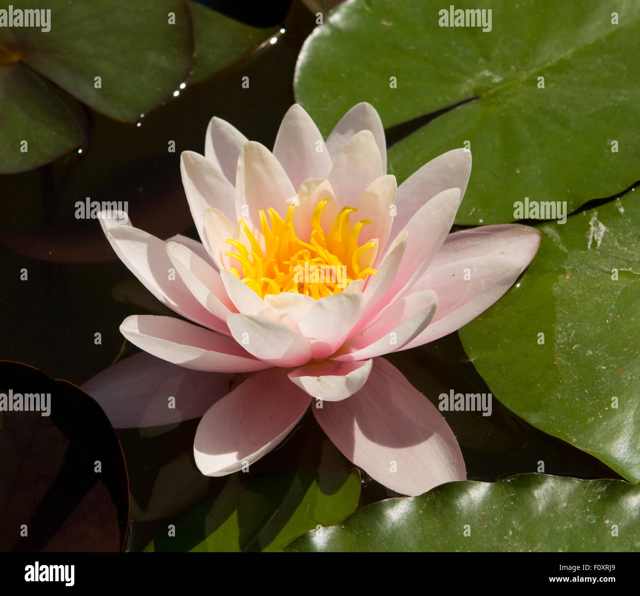One big flower water lily of pink colour Stock Photo - Alamy