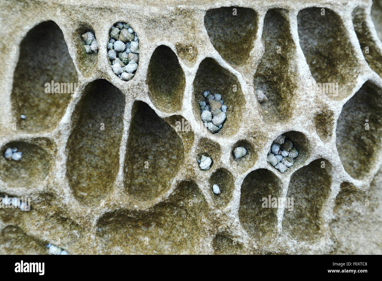 Periwinkles and other gastropods among erosion honeycomb along the ...