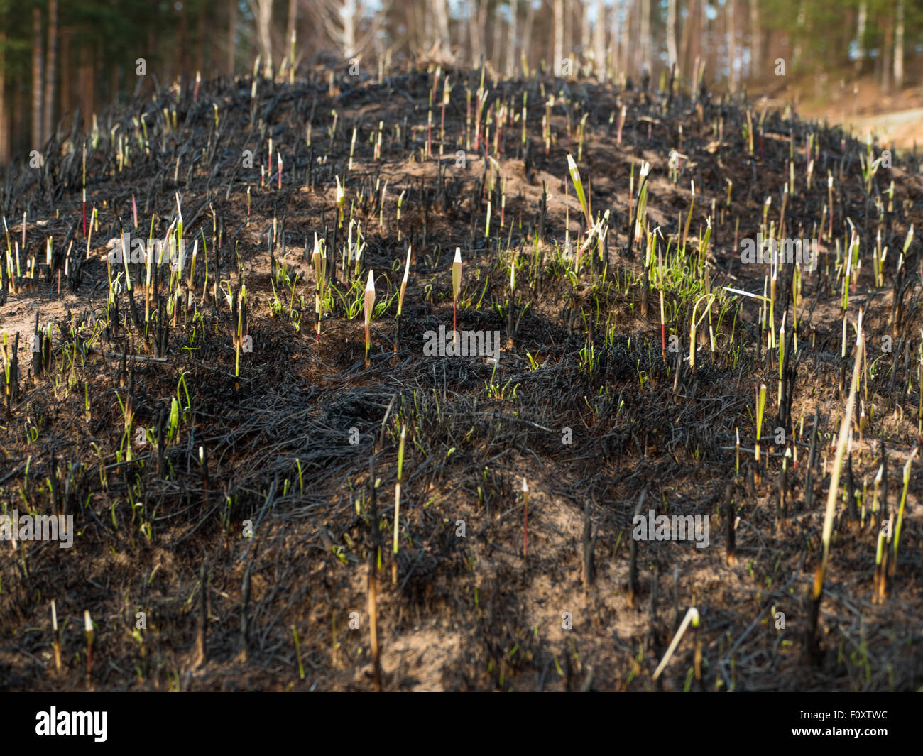 The close-up of young green sprout after fire Stock Photo - Alamy