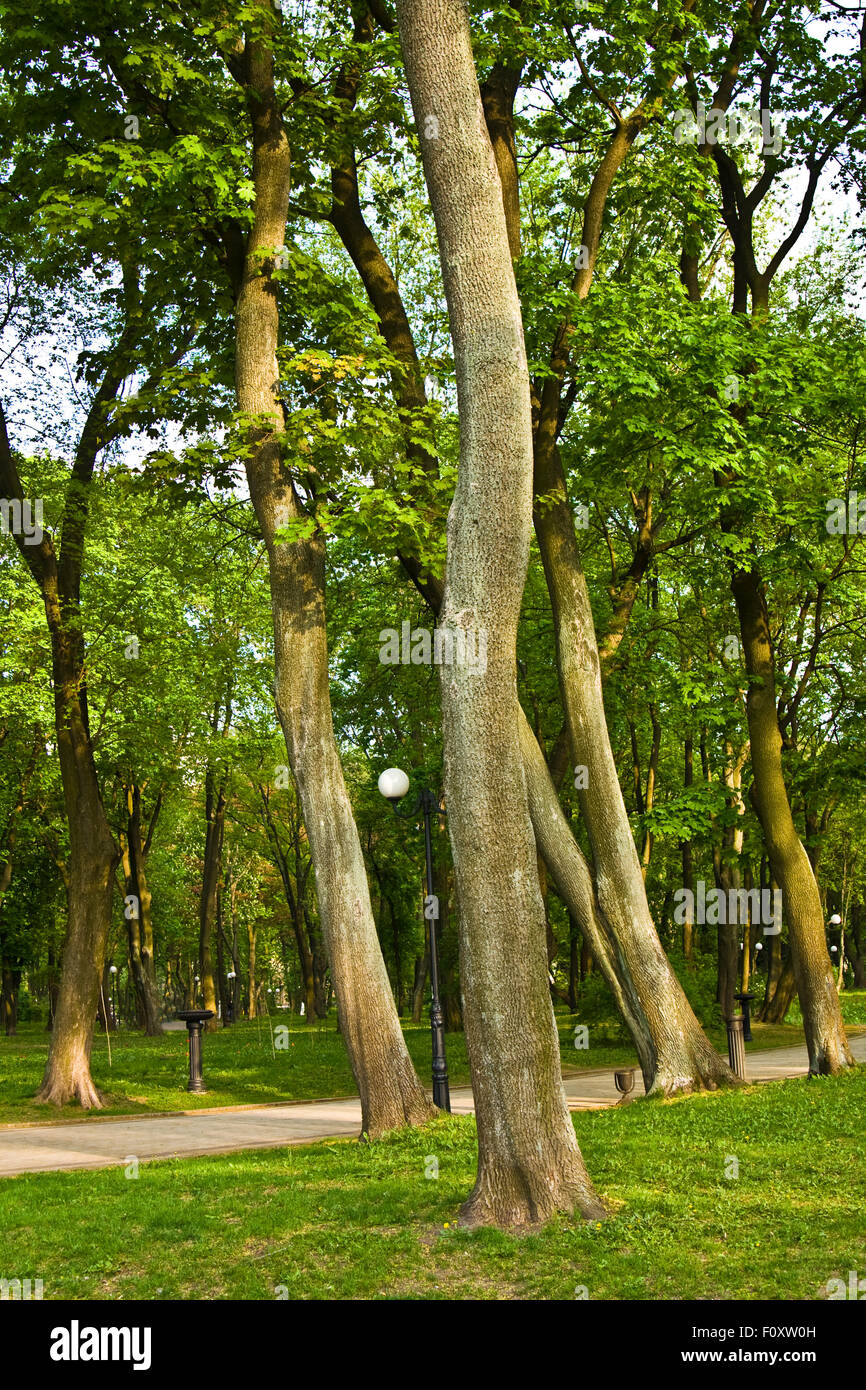 Summer landscape - big trees in park Stock Photo - Alamy