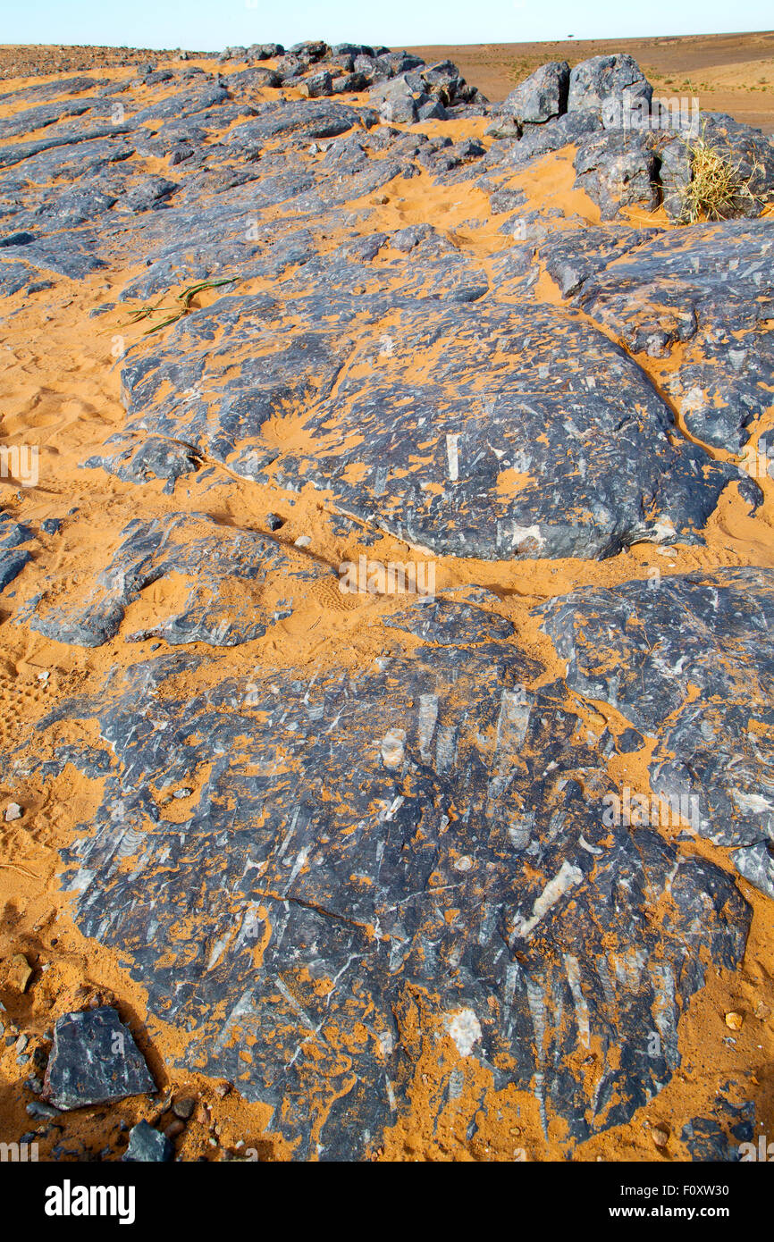 old fossil in the desert of morocco sahara and rock stone sky Stock ...