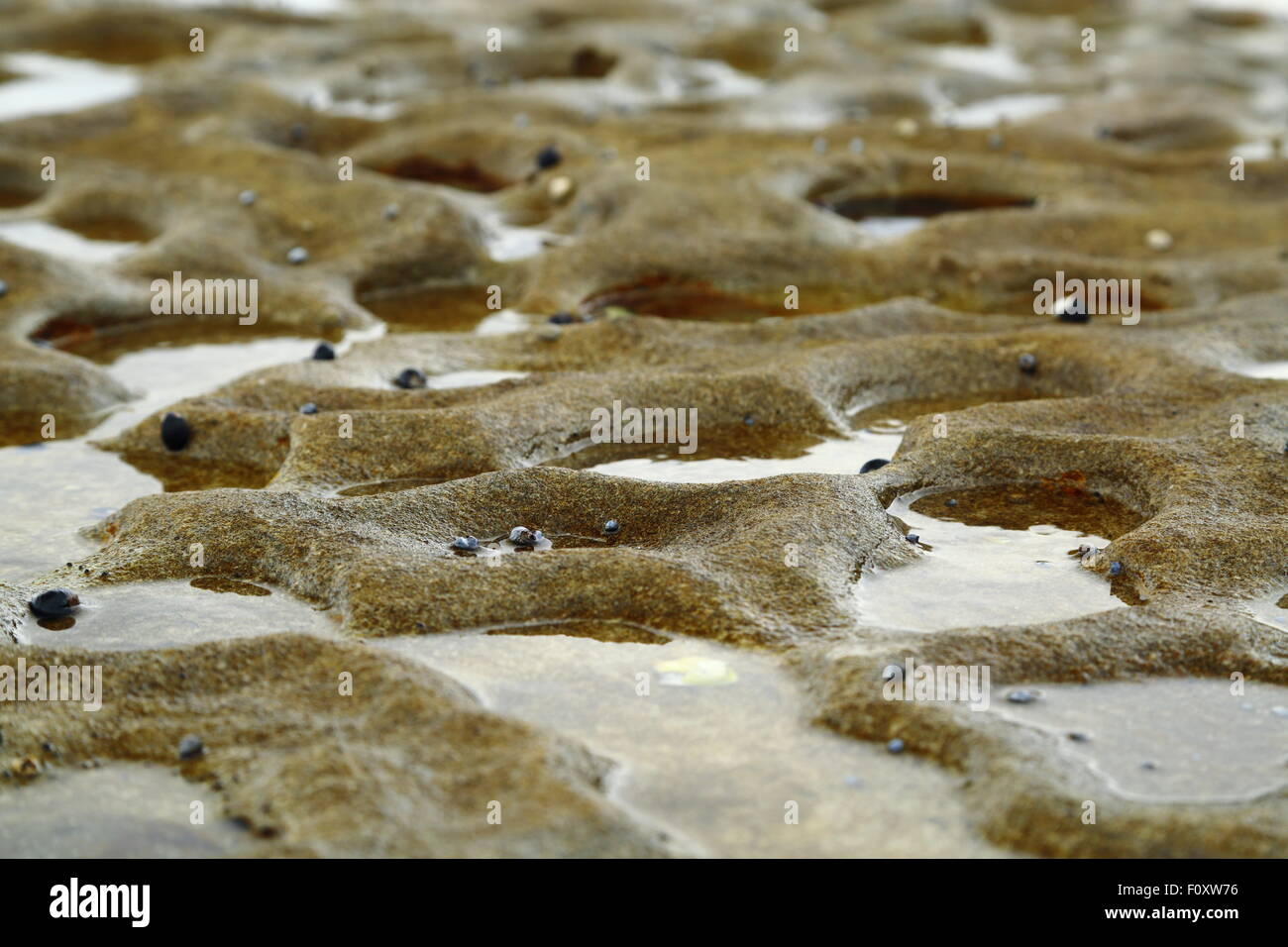 Various marine creatures among small rock pools along the coastline of ...
