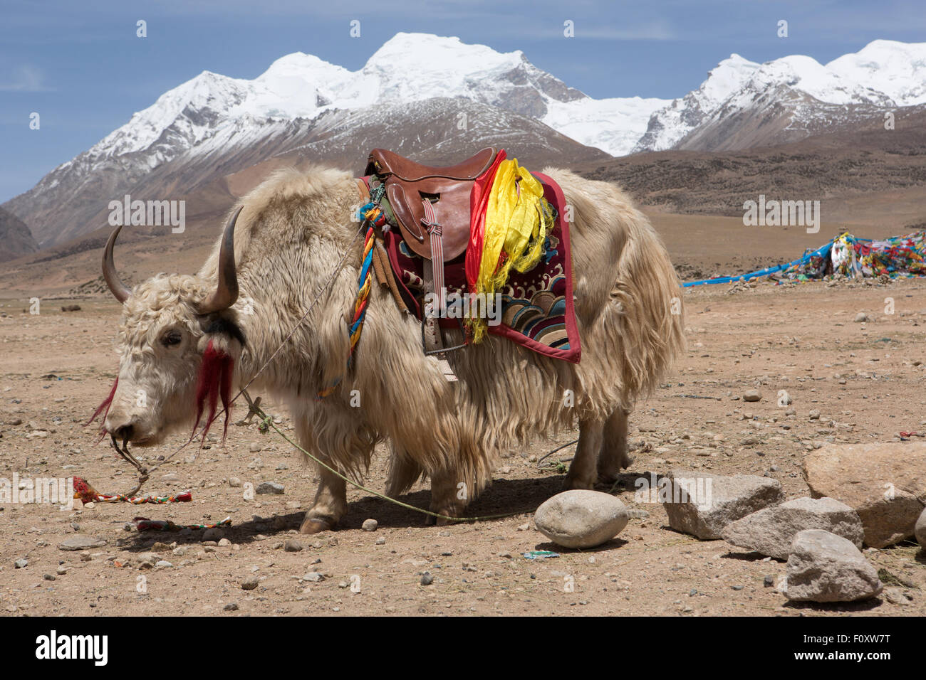 Yak animal hi-res stock photography and images - Alamy