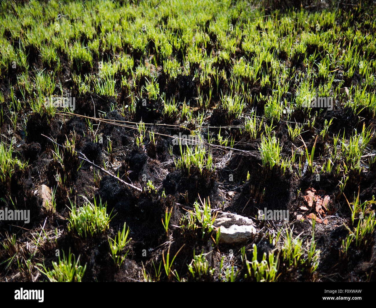 Ash tree sprout hi-res stock photography and images - Alamy