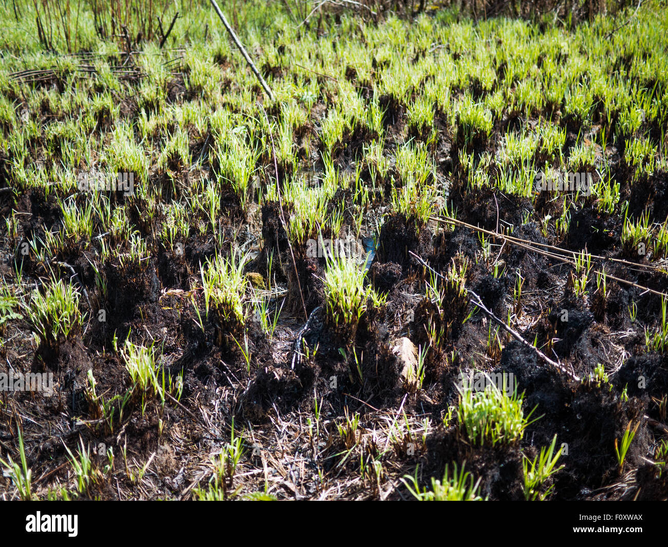 Close up char tree branch hi-res stock photography and images - Alamy